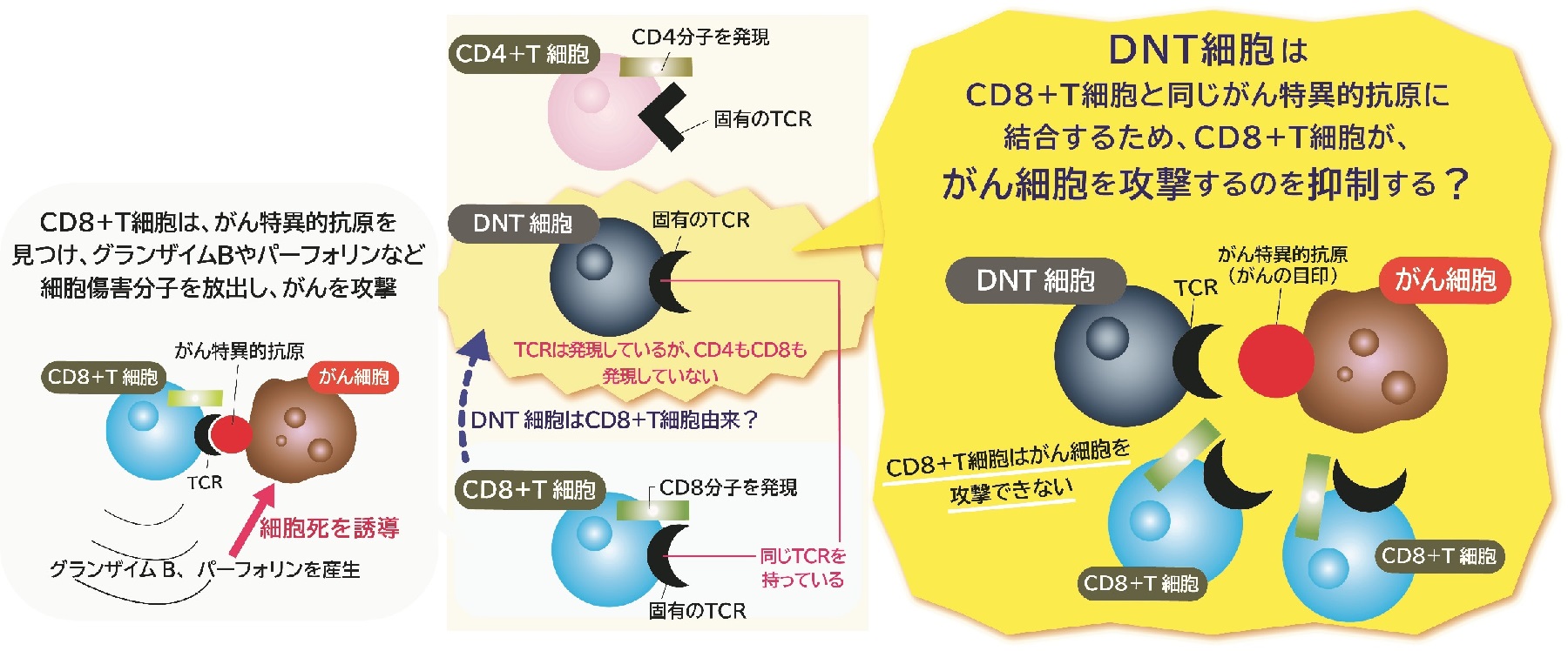 【ニュースリリース】CD4-CD8-ダブルネガティブT細胞が 大腸がんを攻撃する免疫を抑えている？ ～免疫を抑制する細胞に着目した治療法開発に期待～｜お知らせ｜がん研有明病院